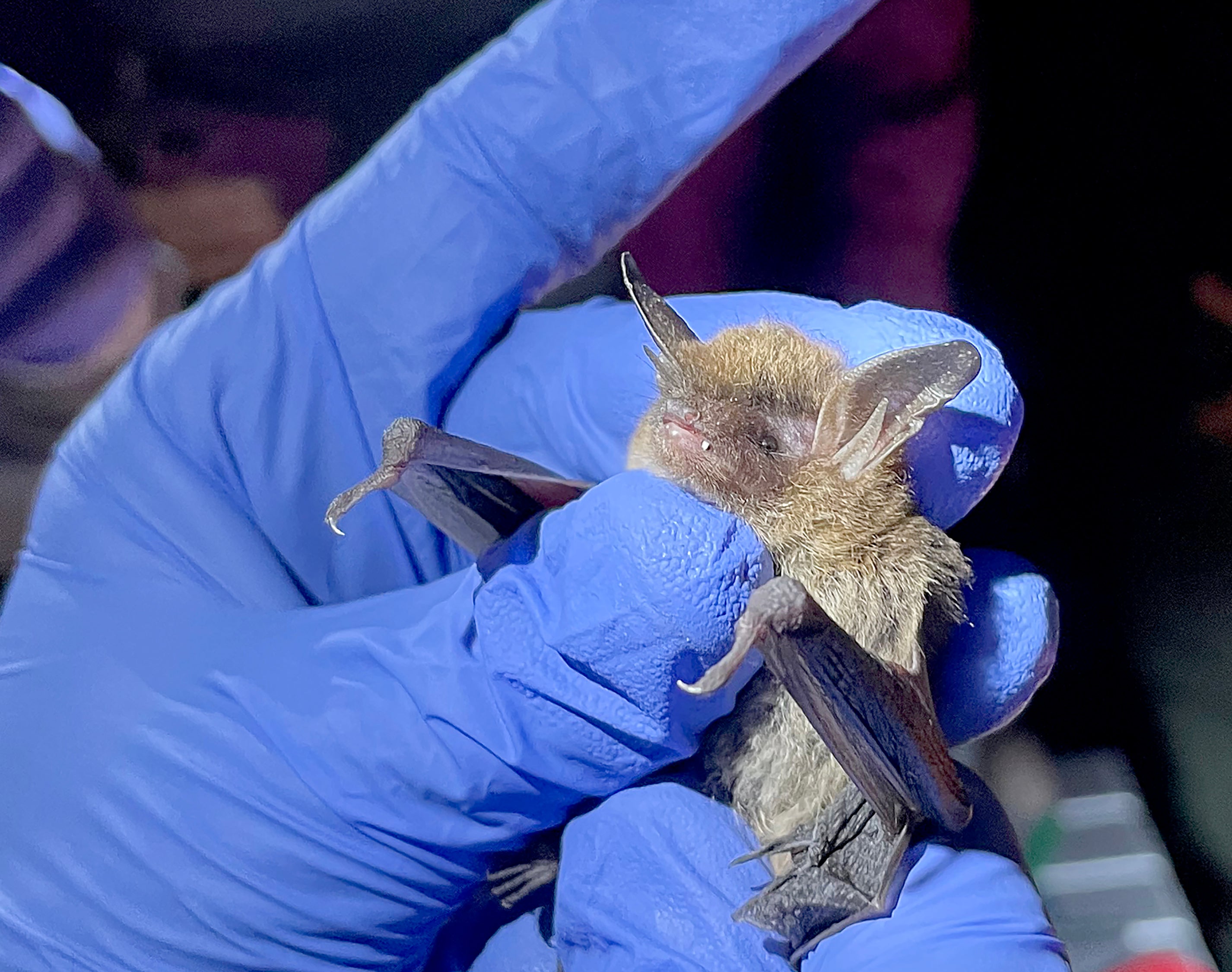 Celebration of Bats Continues at Wildlife and Freshwater Fisheries | Outdoor Alabama